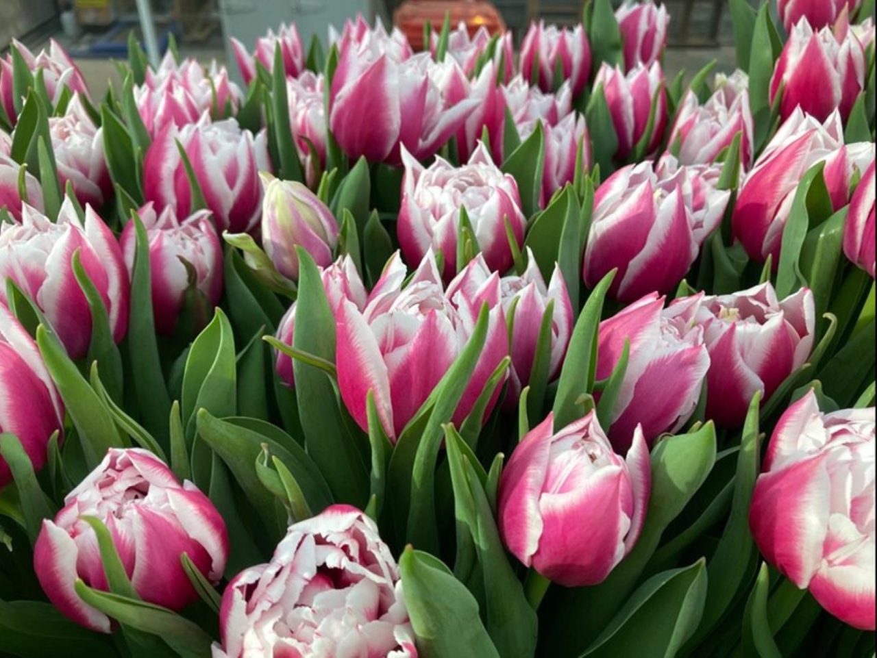Tulpen Top 10 - Vaktentoonstelling Zwaagdijk