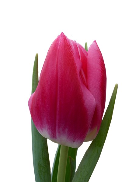Tulpen Top 10 - Vaktentoonstelling Zwaagdijk