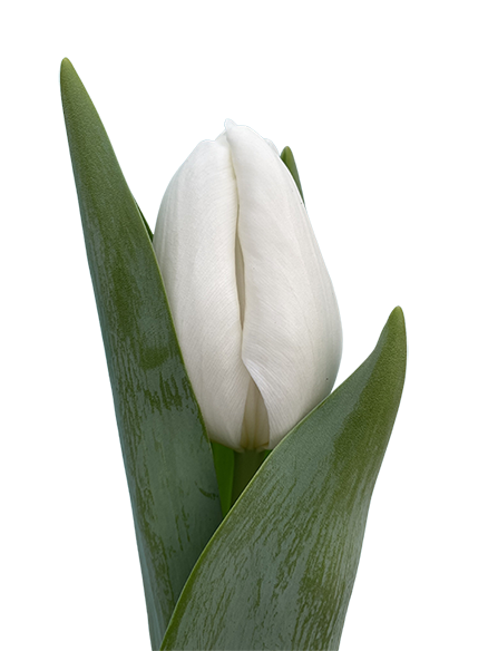 Tulpen Top 10 - Vaktentoonstelling Zwaagdijk